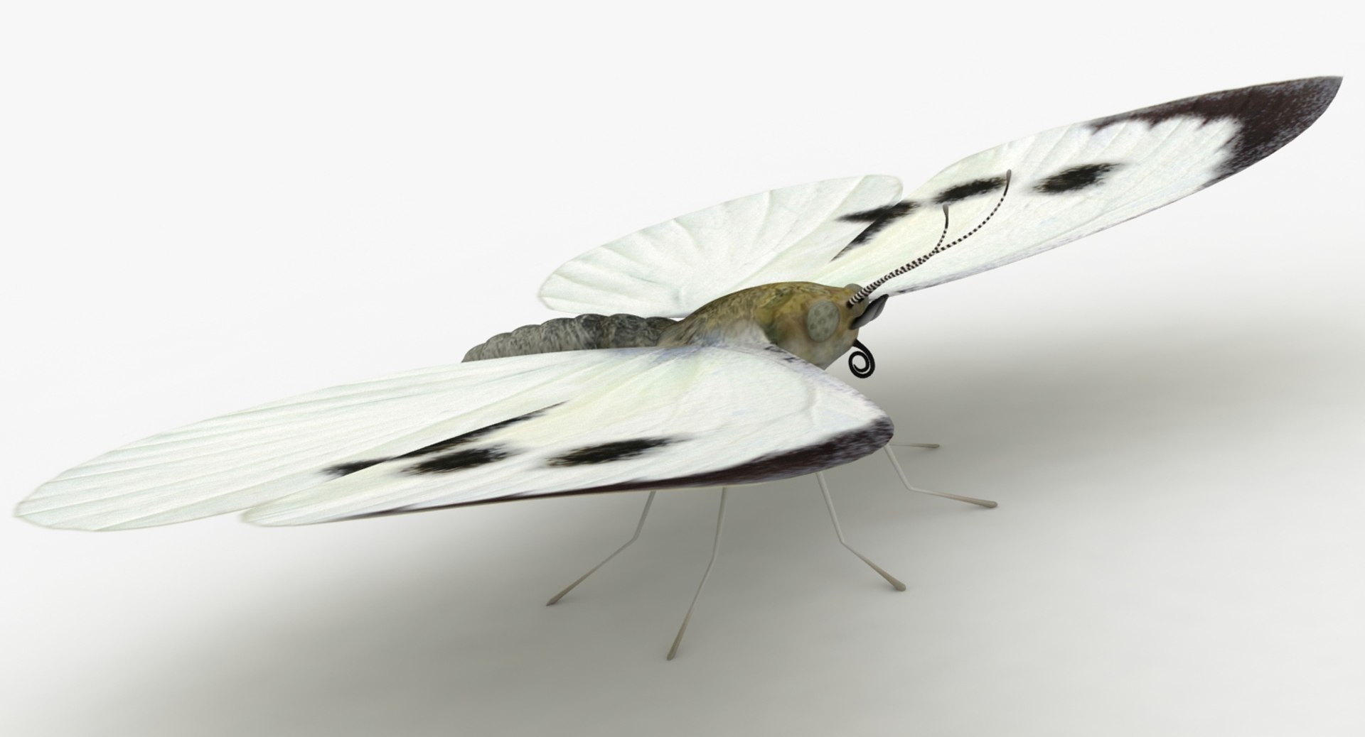 Realistic large white female 3D model - TurboSquid 1333074