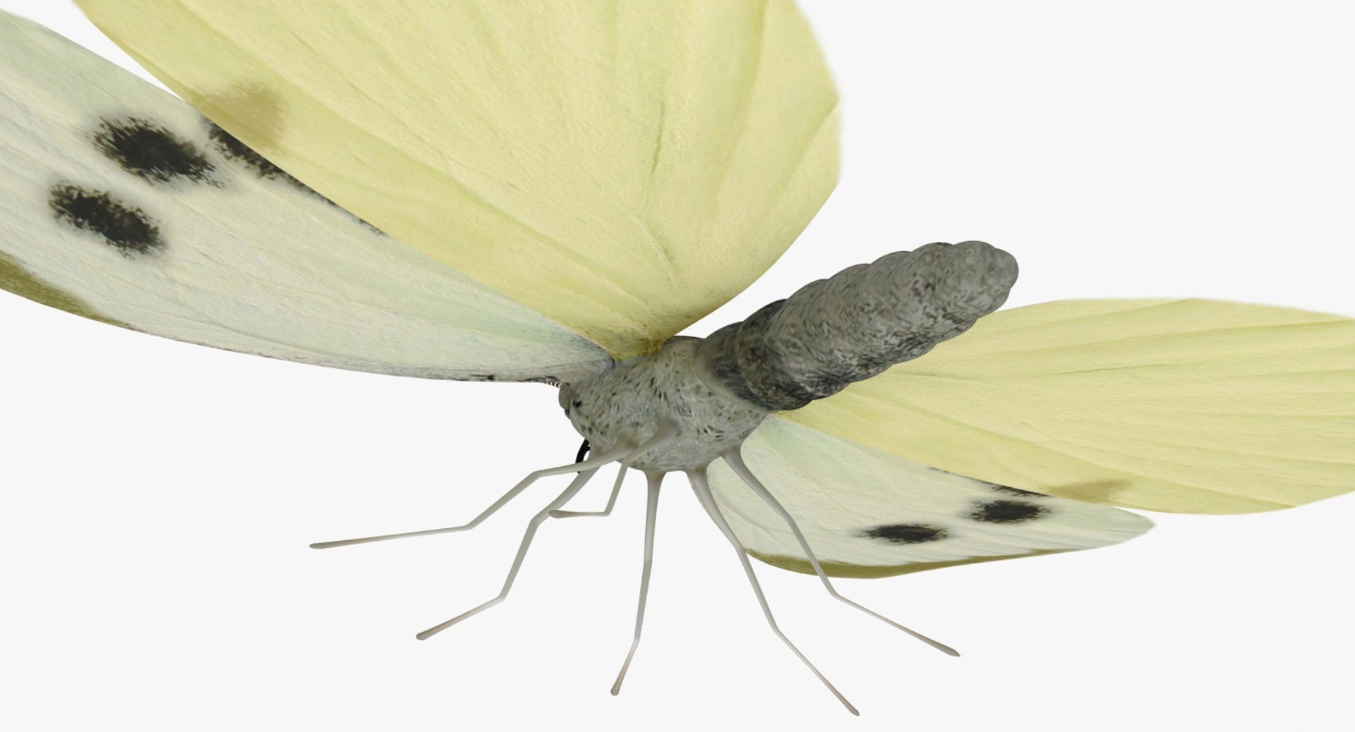 Realistic large white female 3D model - TurboSquid 1333074