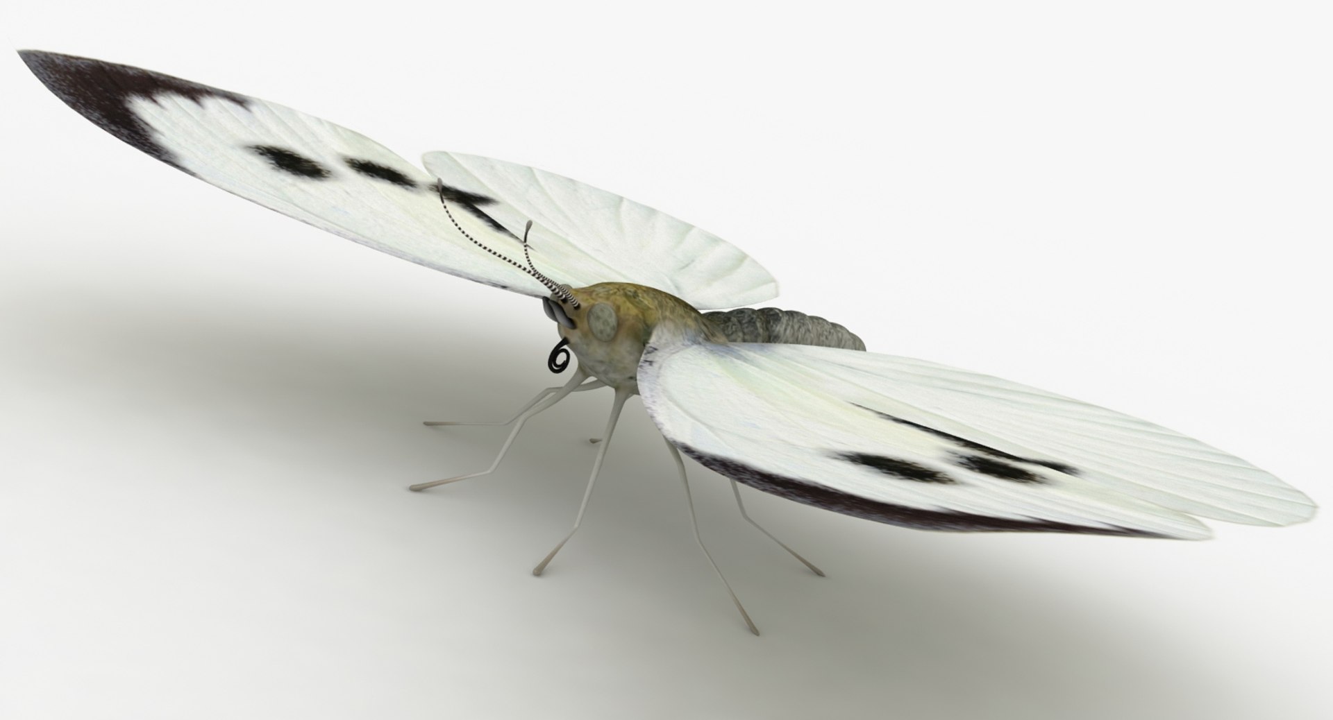 Realistic Large White Female 3D Model - TurboSquid 1333074