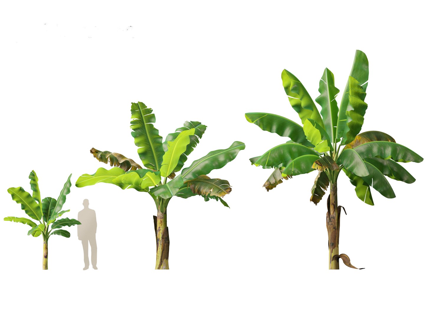 Musa Acuminata - Cavendish Banana 3D Model - TurboSquid 2147378