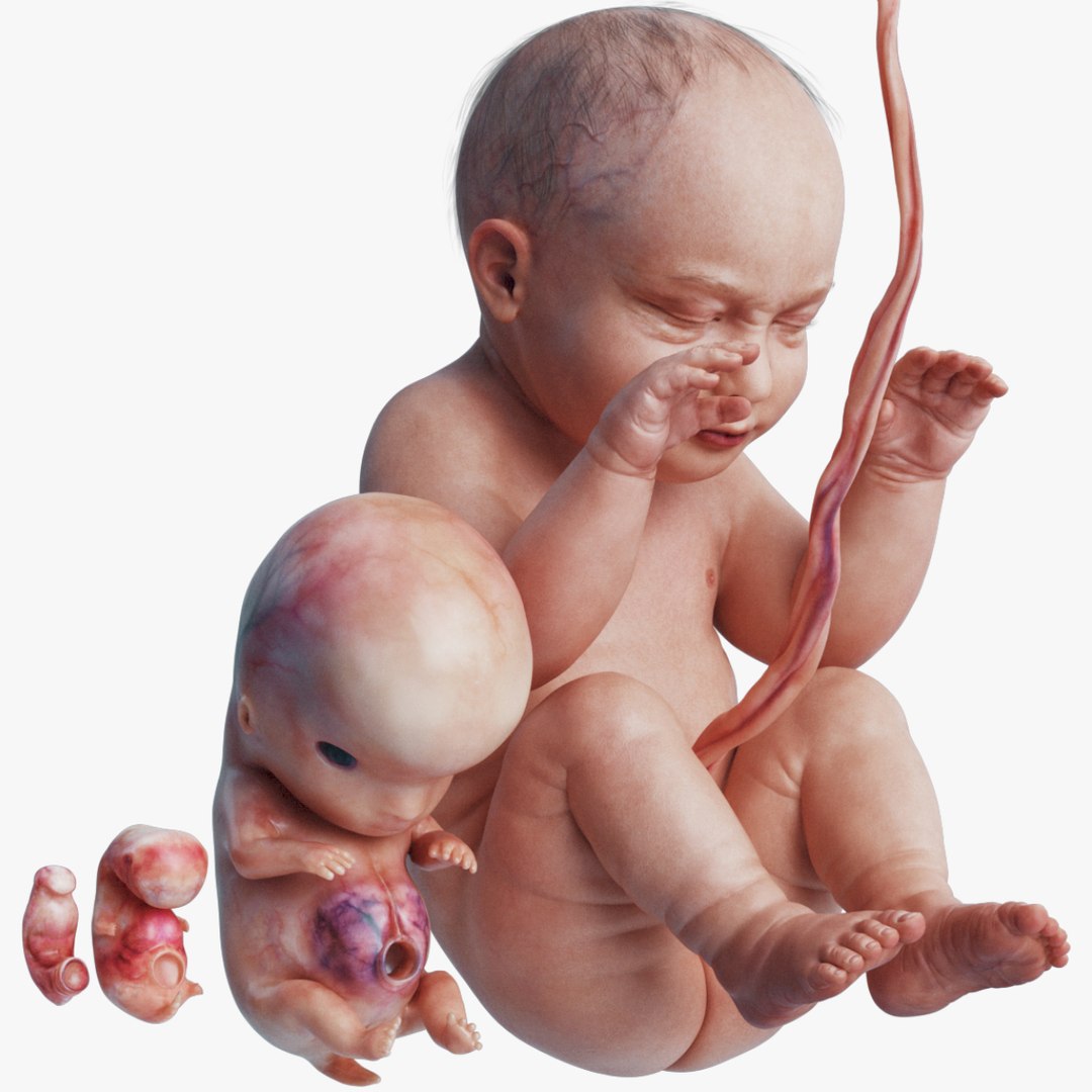 human embryo 12 weeks