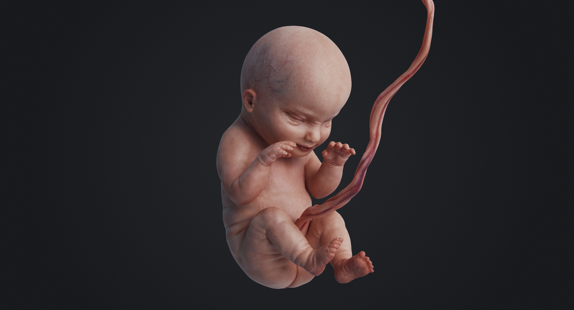Embryo fetus human 3D model - TurboSquid 1429509