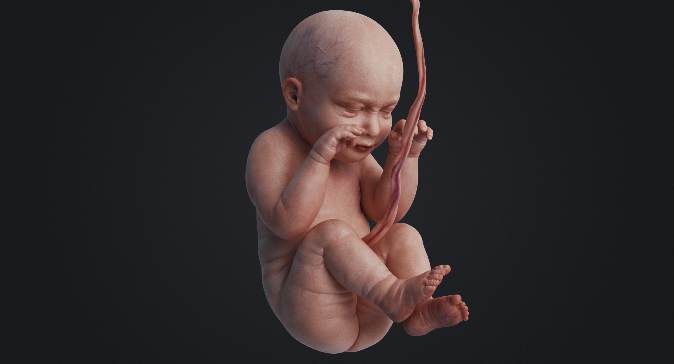 Embryo fetus human 3D model - TurboSquid 1429509
