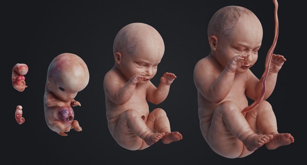 Embryo fetus human 3D model - TurboSquid 1429509