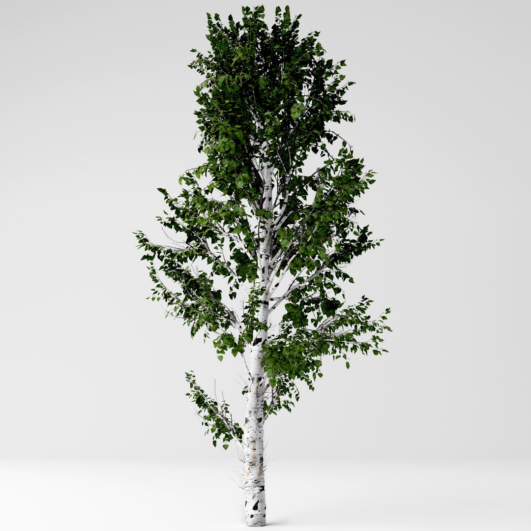 3D Model White Birch - TurboSquid 1358441