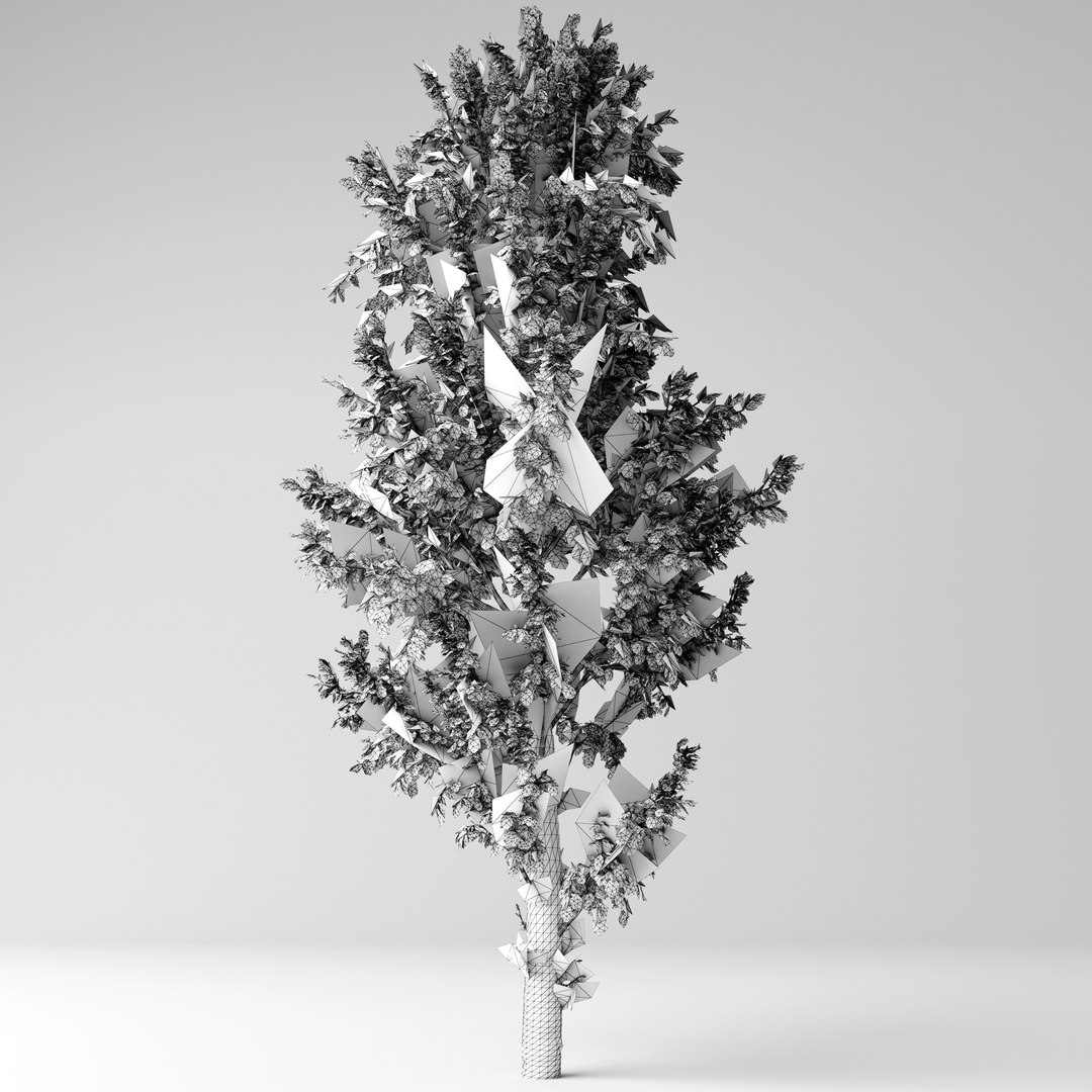 3D Model White Birch - TurboSquid 1358441