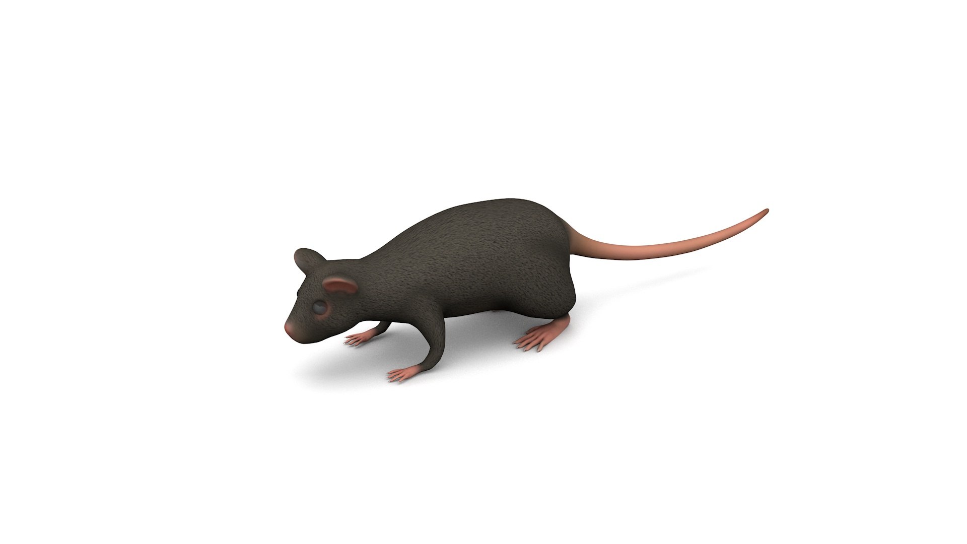 3D Rat - TurboSquid 2370217