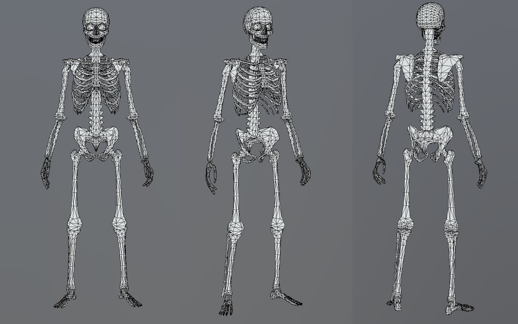 3D Lowpoly Human Skeleton Rigged Model - TurboSquid 1907610