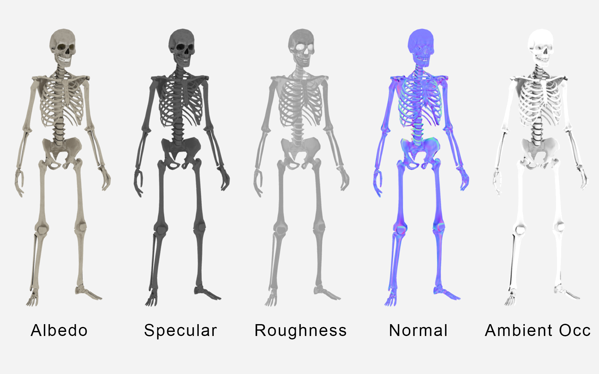 3D Lowpoly Human Skeleton Rigged model - TurboSquid 1907610