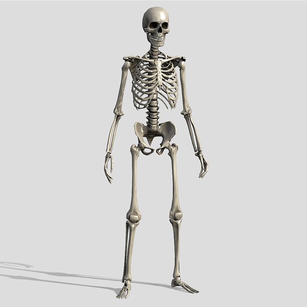 Animated Human Skeleton 3D Models for Download | TurboSquid