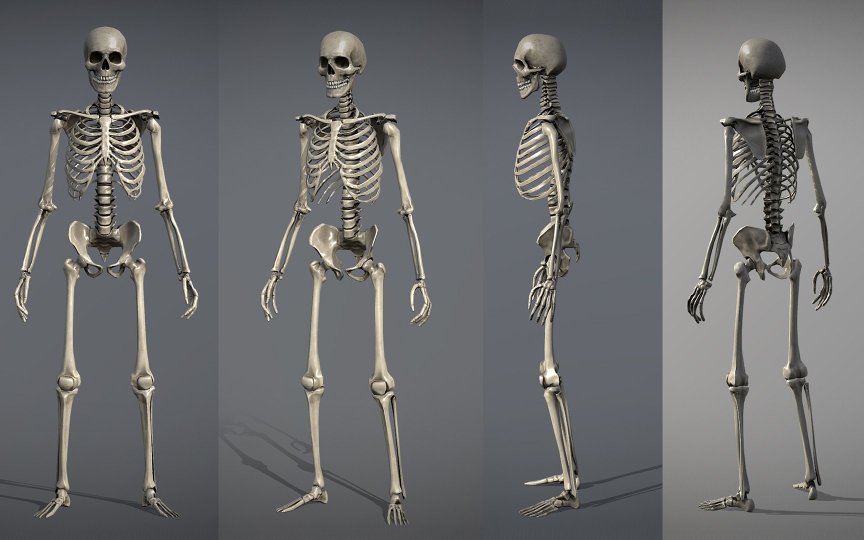 3D Lowpoly Human Skeleton Rigged Model - TurboSquid 1907610