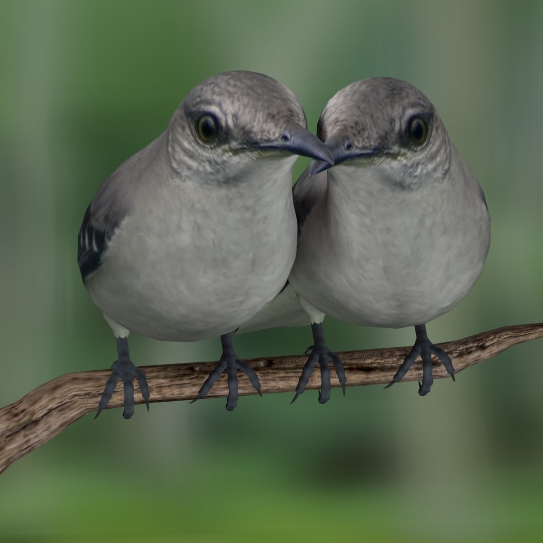 Northern Mockingbirds Birds Ab 3d Model