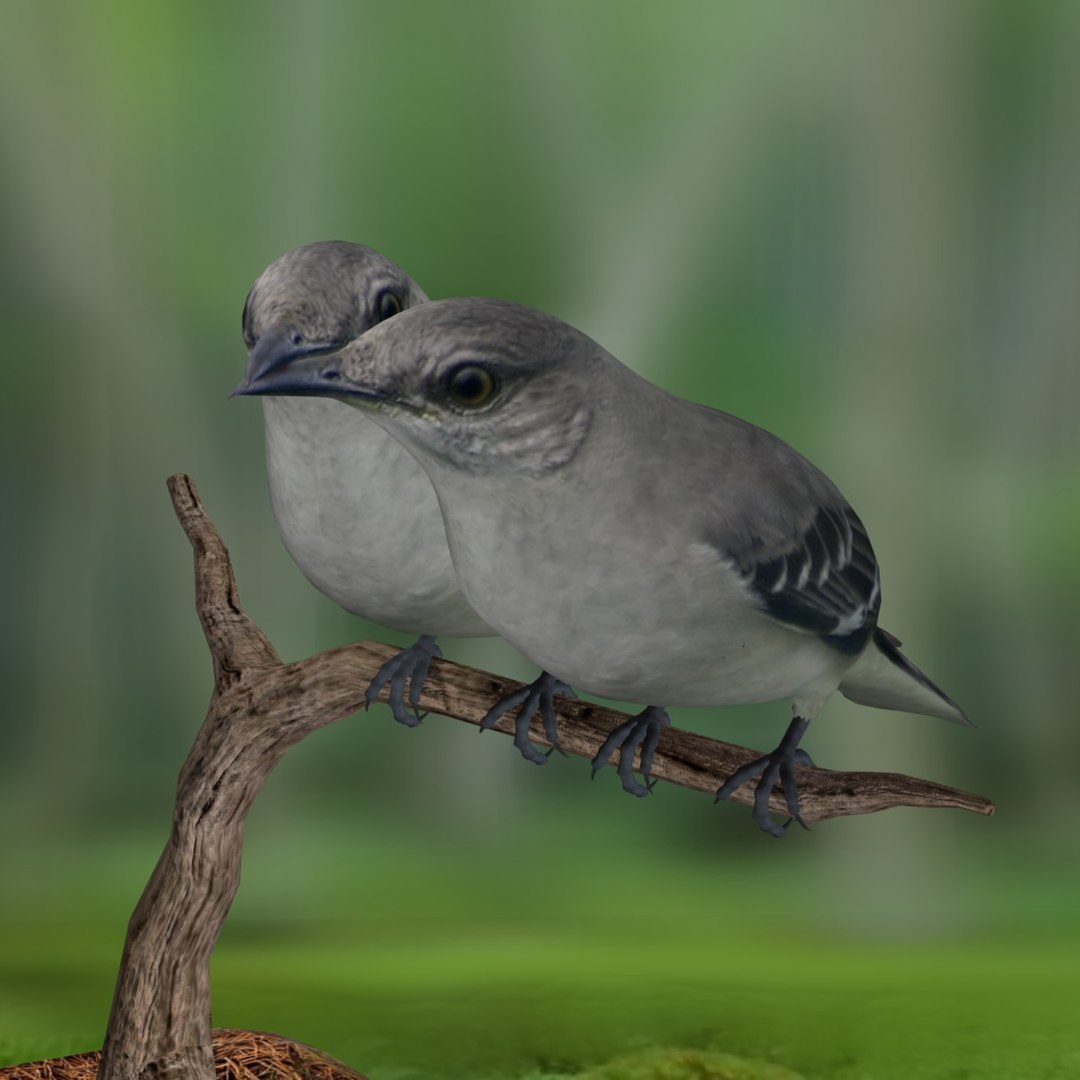 Northern Mockingbirds Birds Ab 3d Model