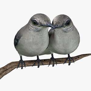 3d northern mockingbird birds ab