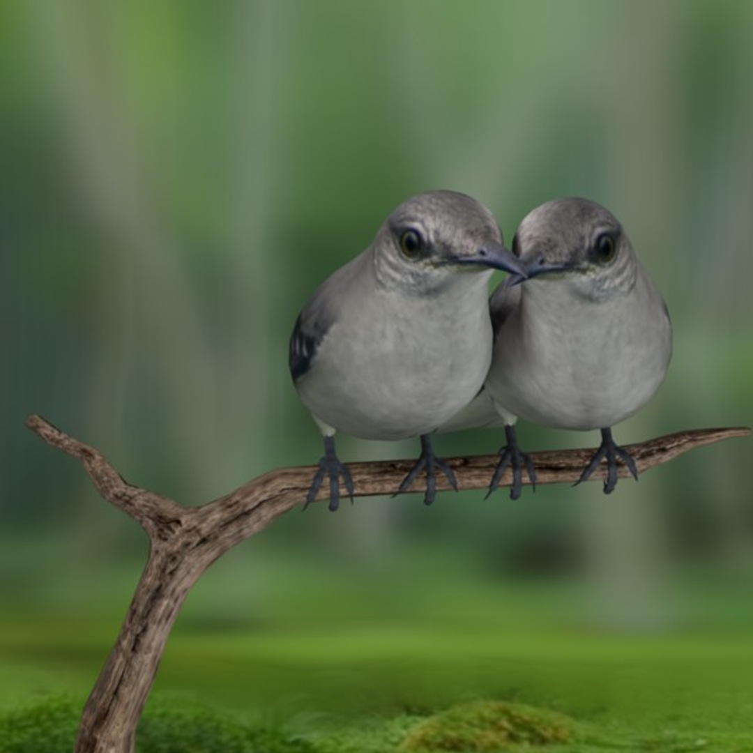 Northern Mockingbirds Birds Ab 3d Model