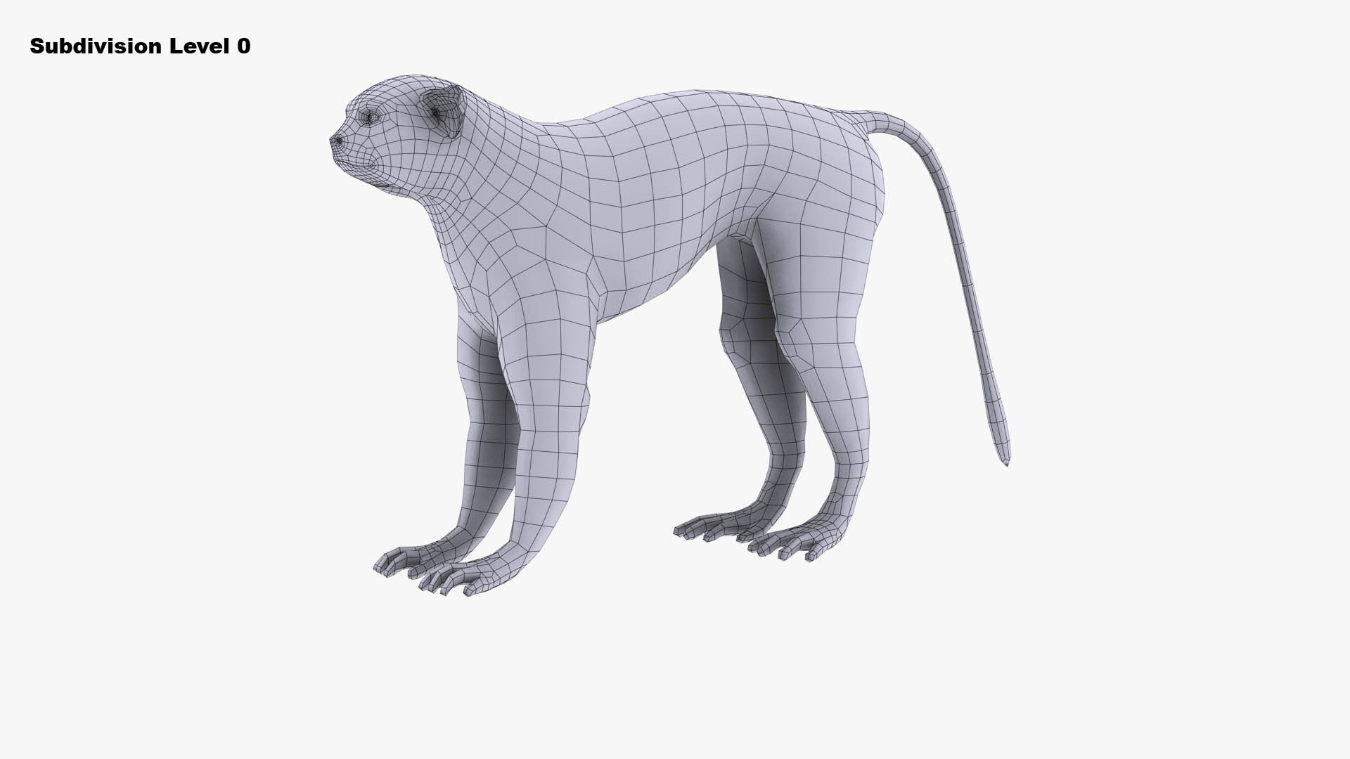 3D Tamarin Model - TurboSquid 2014763