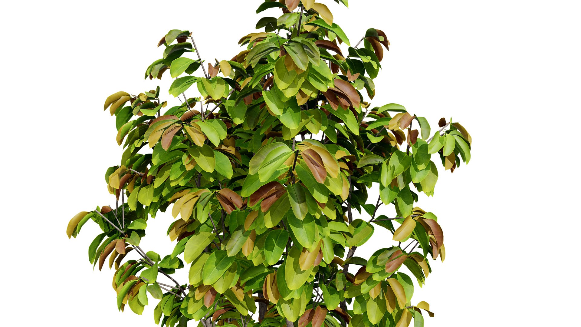 3D Realistic Rubber Tree 3D Models Model - TurboSquid 2338082