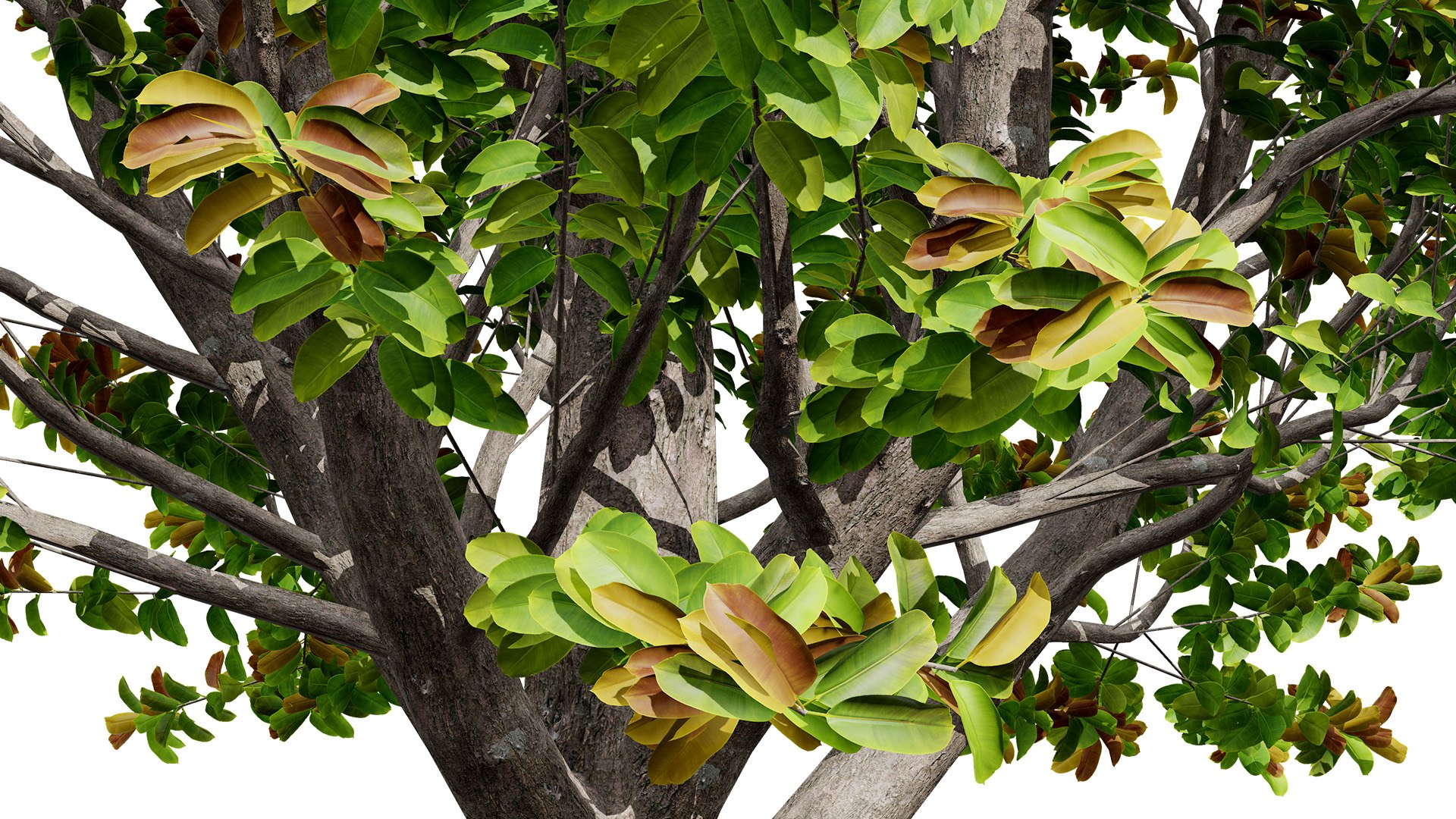 3D Realistic Rubber Tree 3D Models Model - TurboSquid 2338082