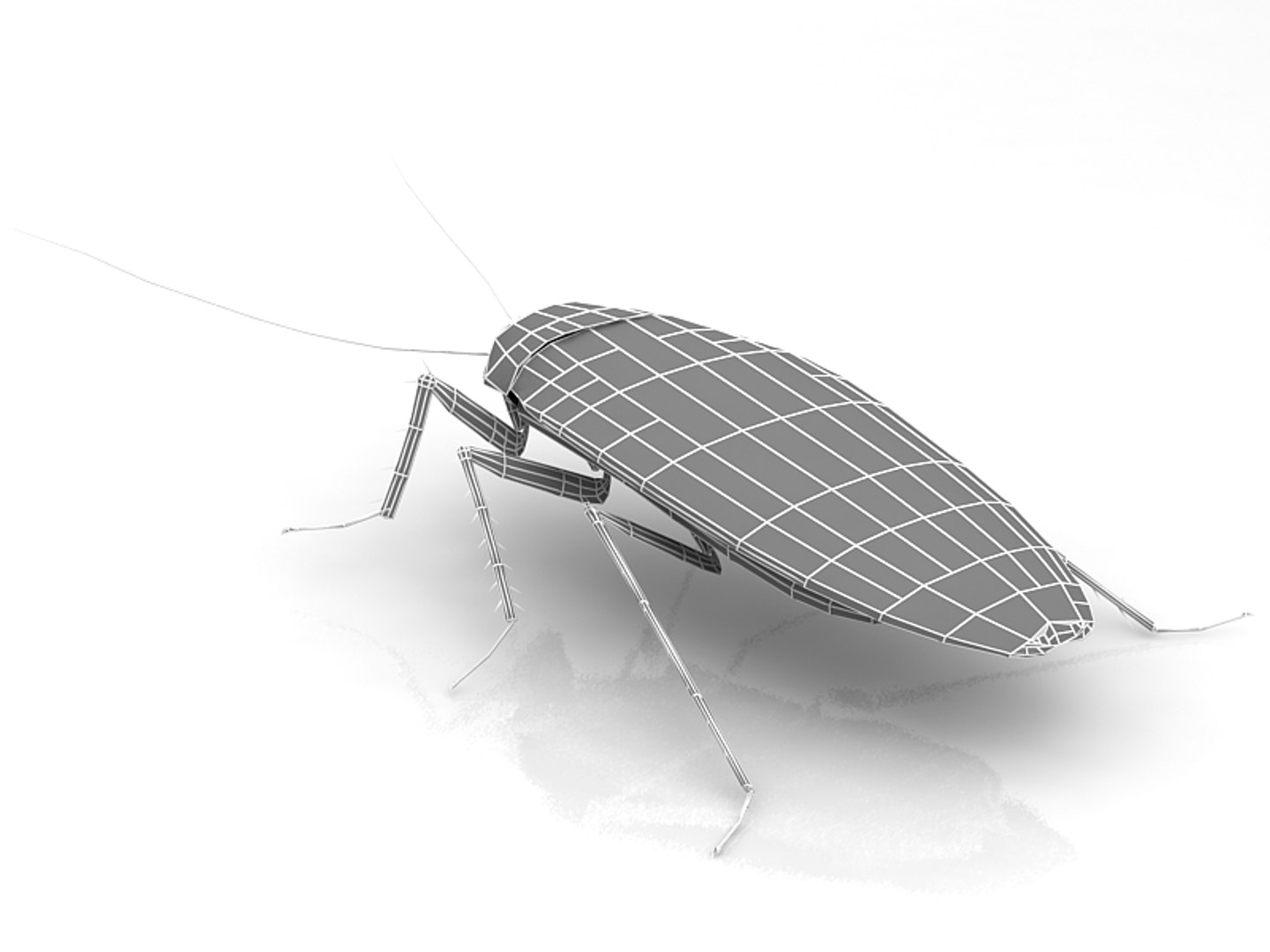 Cockroach model - TurboSquid 1759365