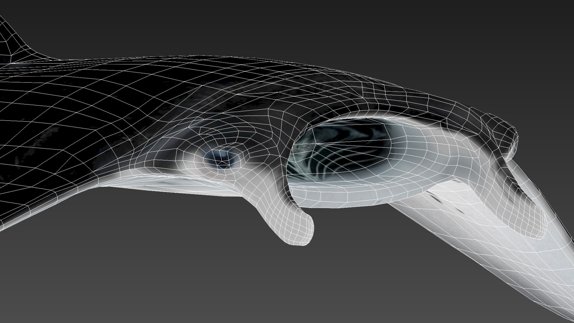 Manta Animation 3D Model - TurboSquid 1404736