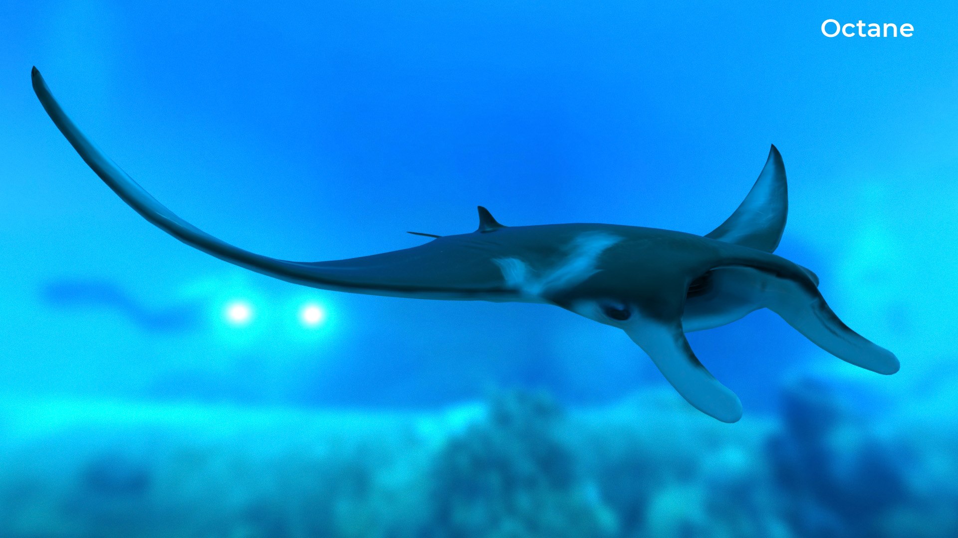 Manta Animation 3D Model - TurboSquid 1404736