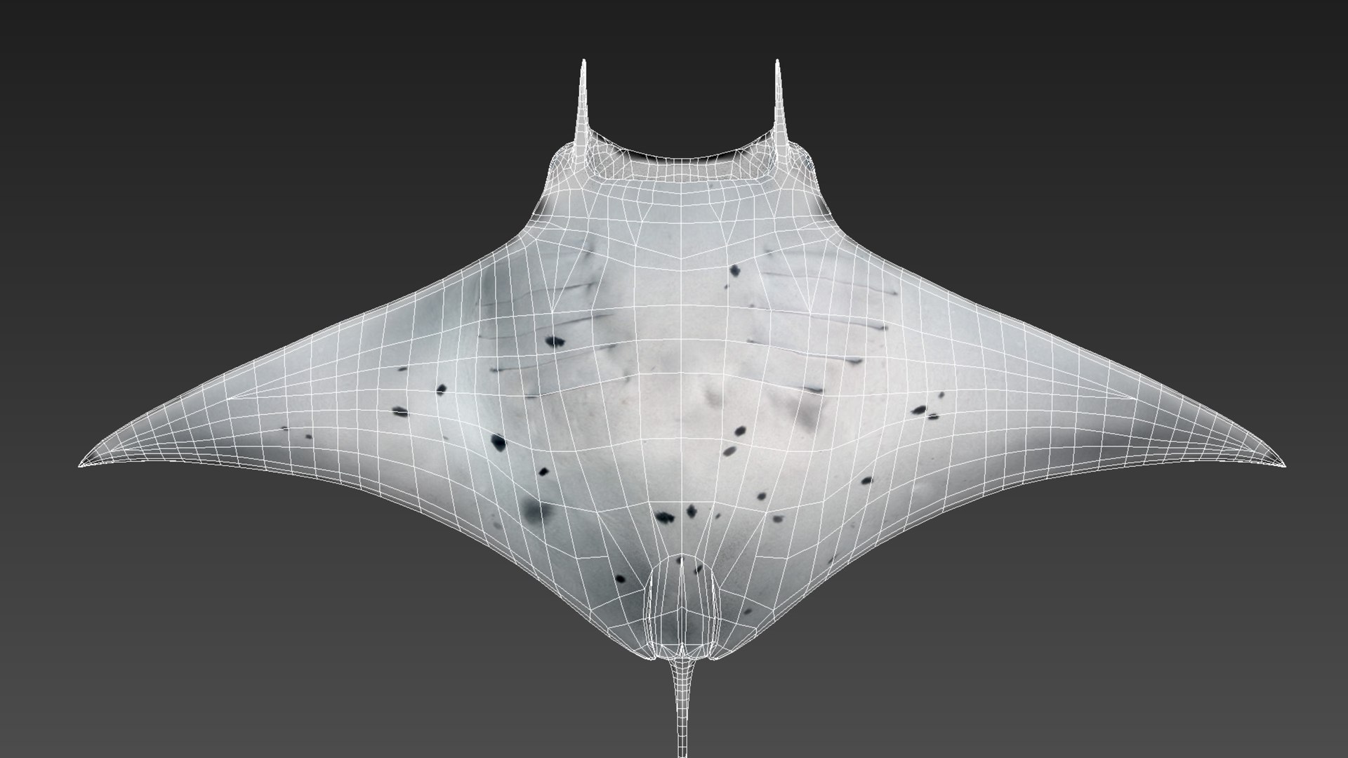 Manta Animation 3D Model - TurboSquid 1404736