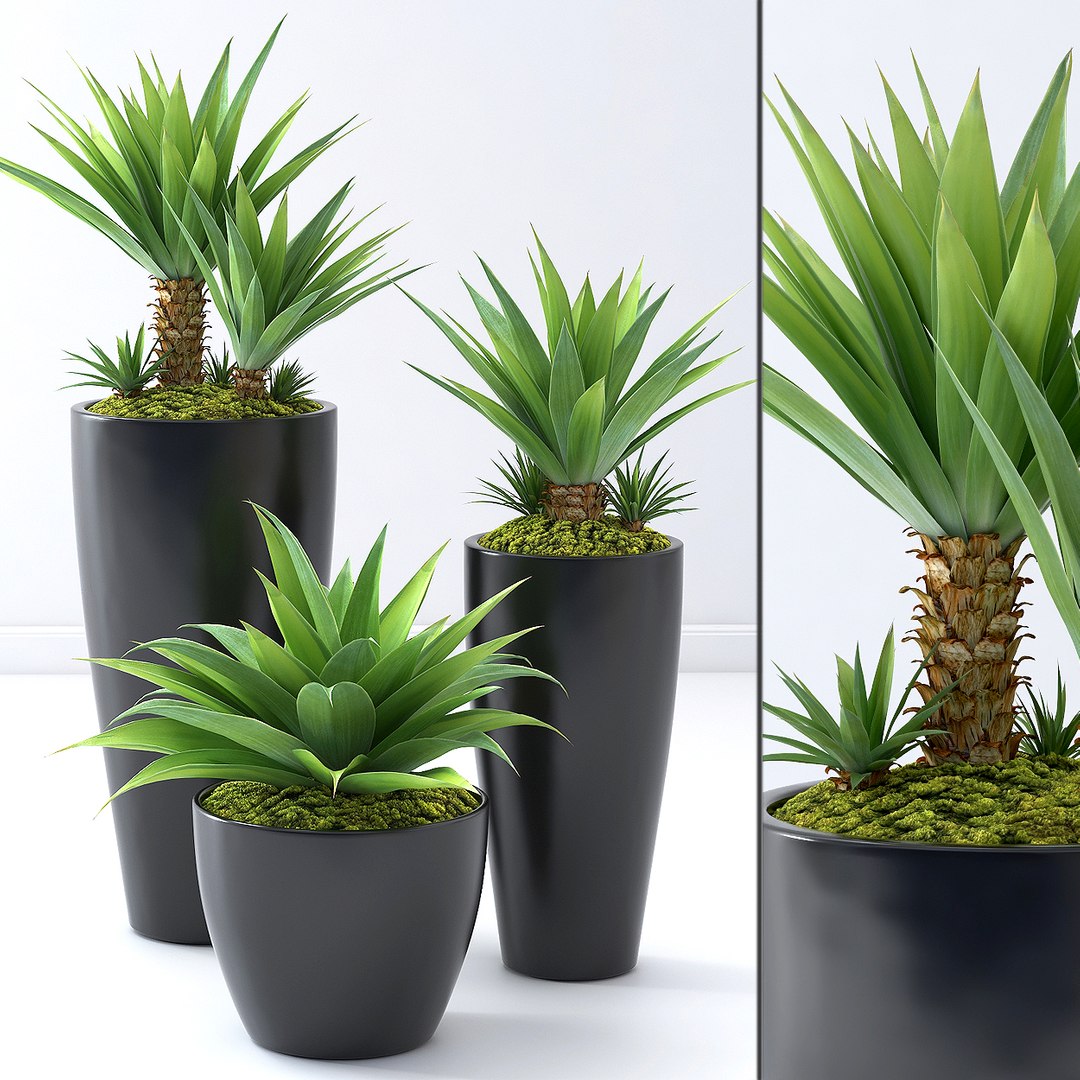 Palma Ukka Model - TurboSquid 1198988