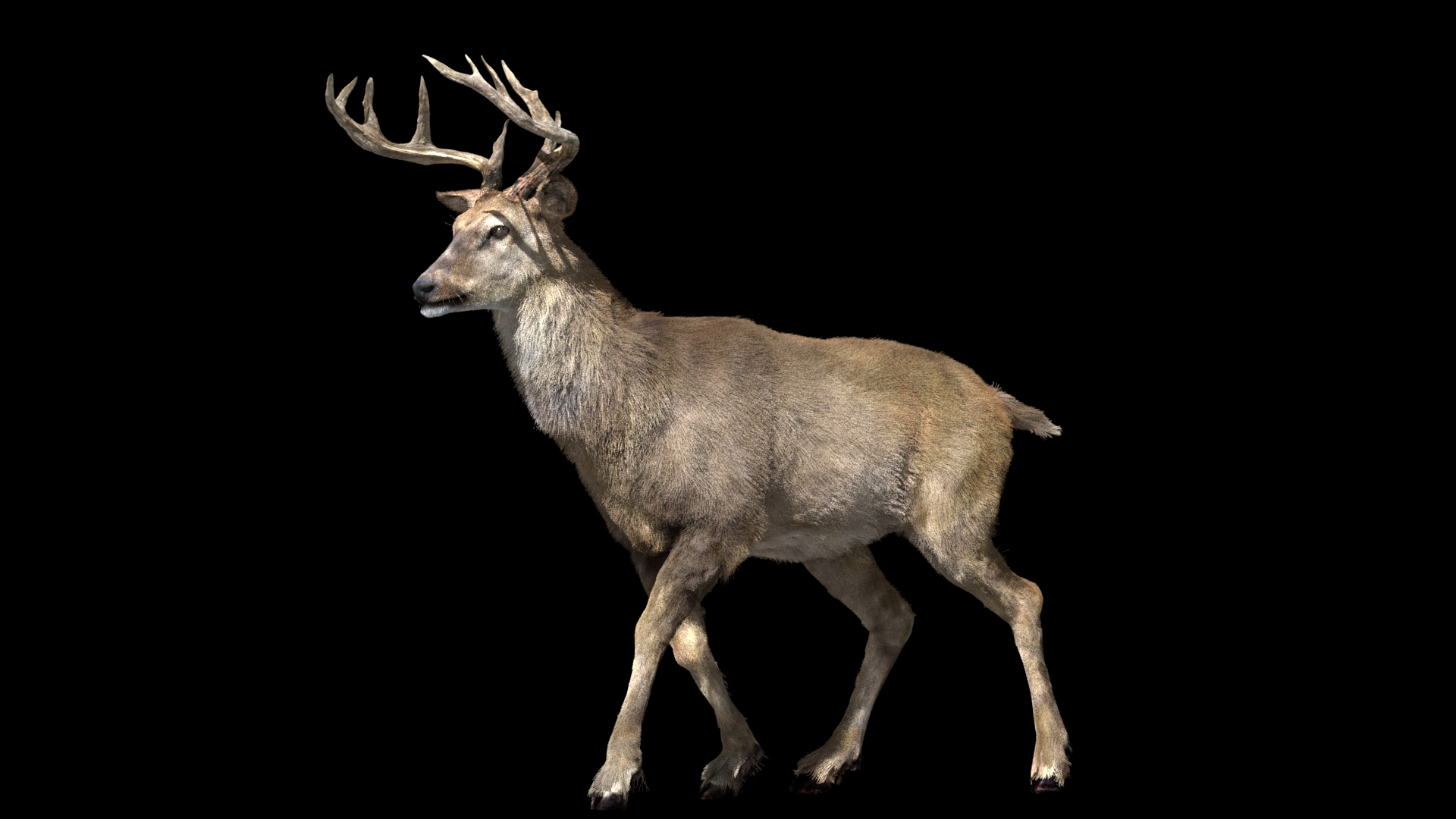 Deer Rigged 3D Model - TurboSquid 1250385
