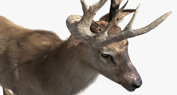 Deer rigged 3D model - TurboSquid 1250385