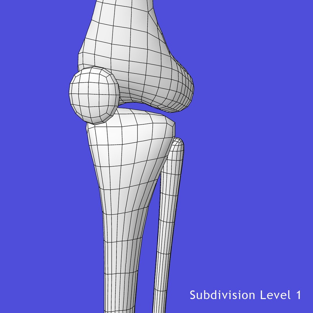 3d Skeleton Legs Model
