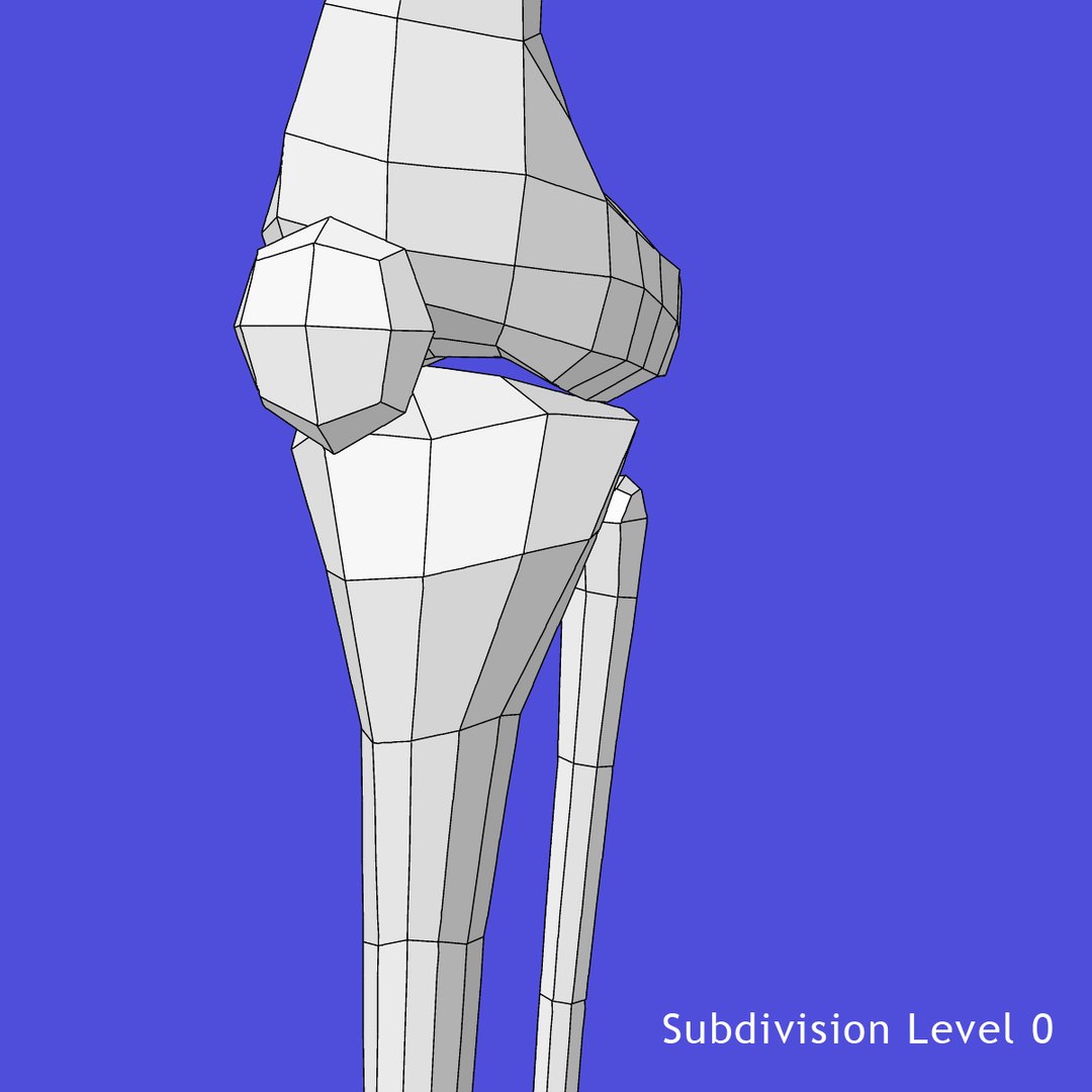 3d Skeleton Legs Model