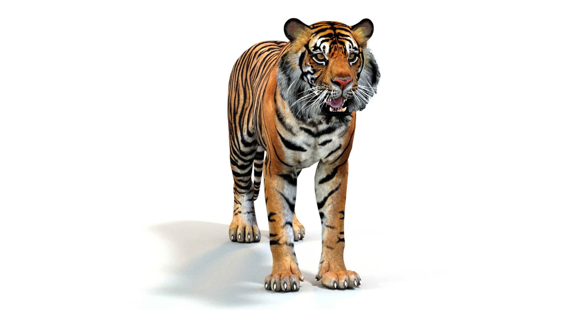 Sumatran Tiger Cat Animation Model - TurboSquid 1224349