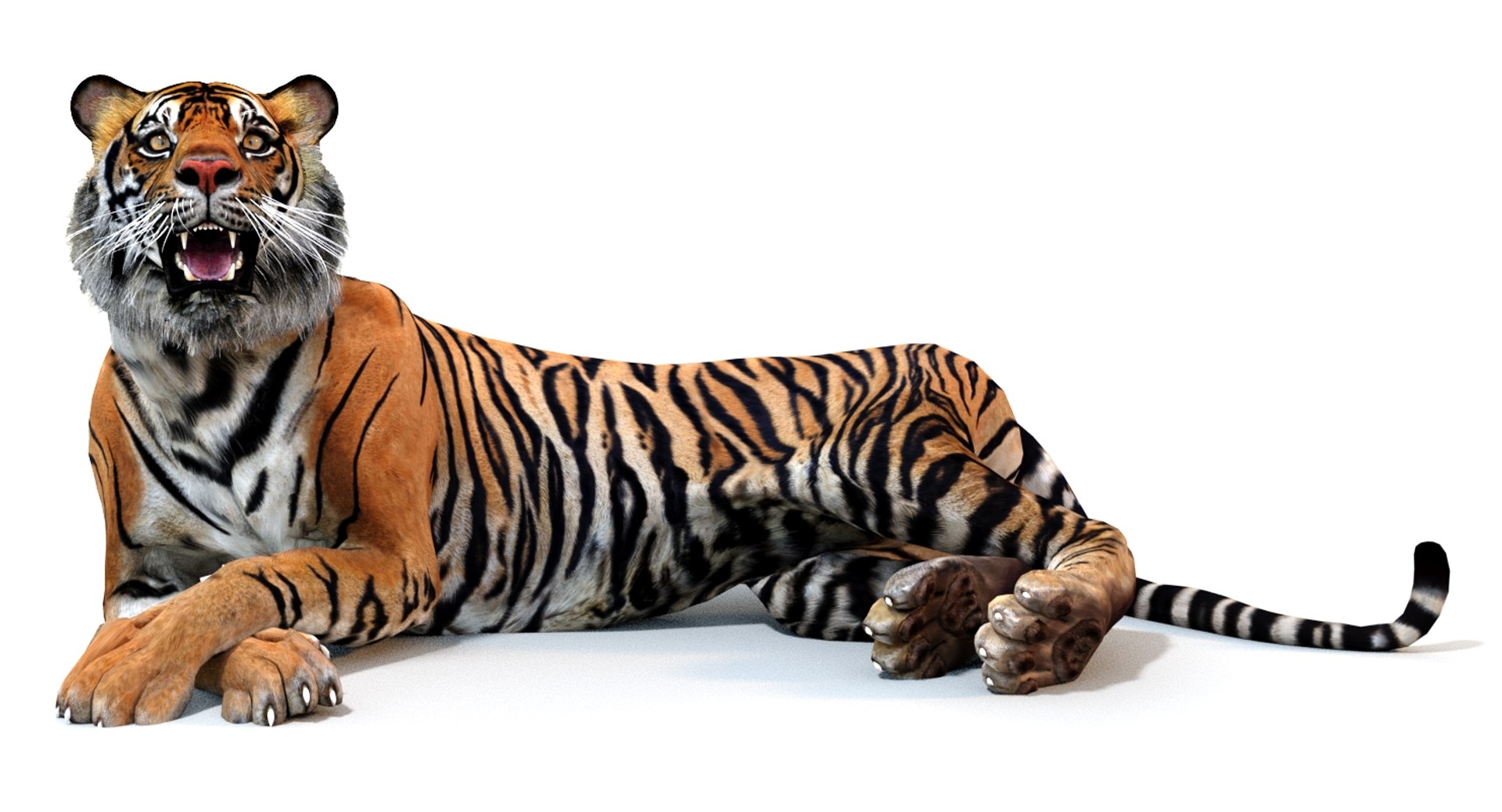 Sumatran Tiger Cat Animation Model - TurboSquid 1224349