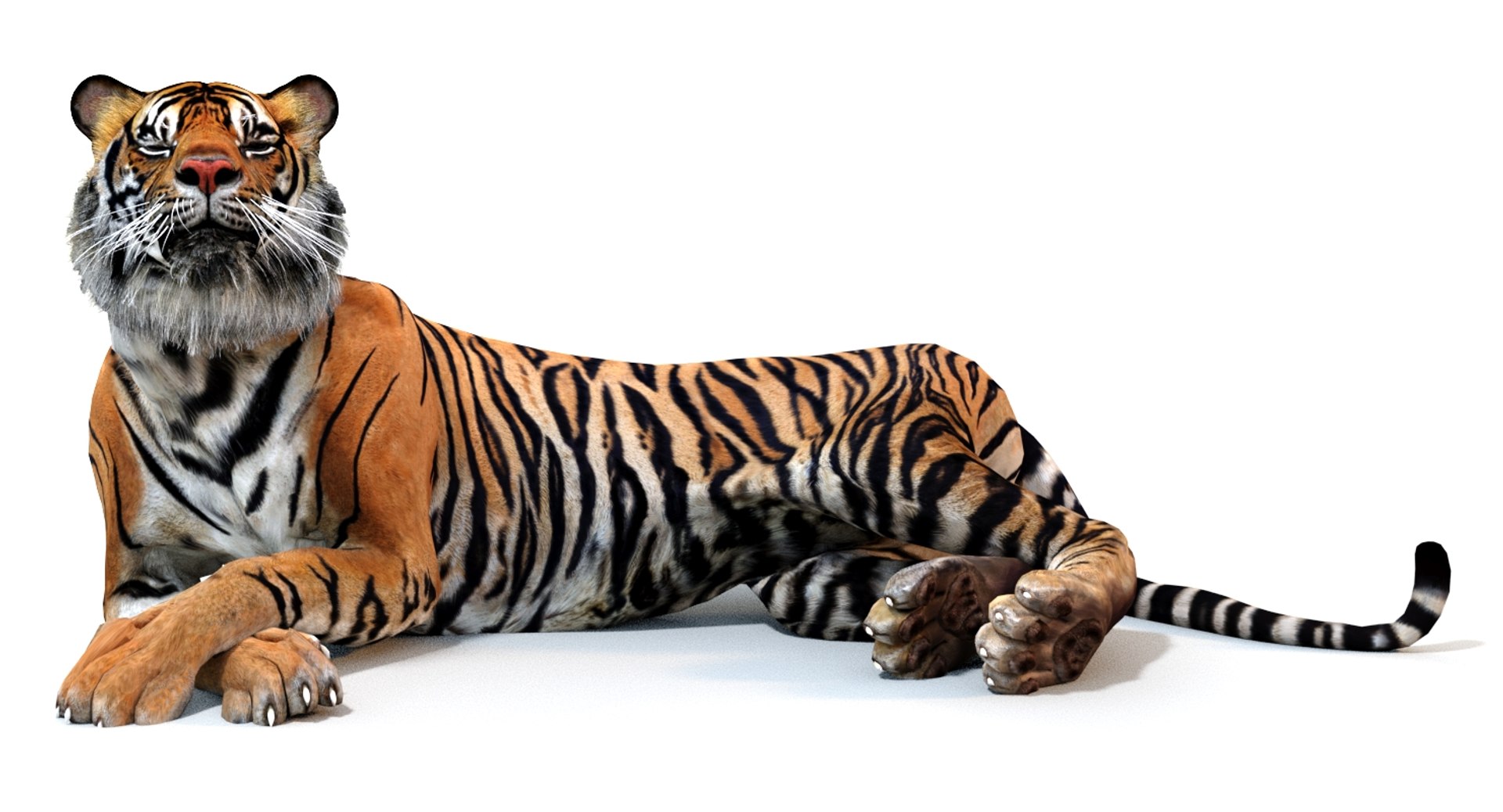 Sumatran Tiger Cat Animation Model - TurboSquid 1224349