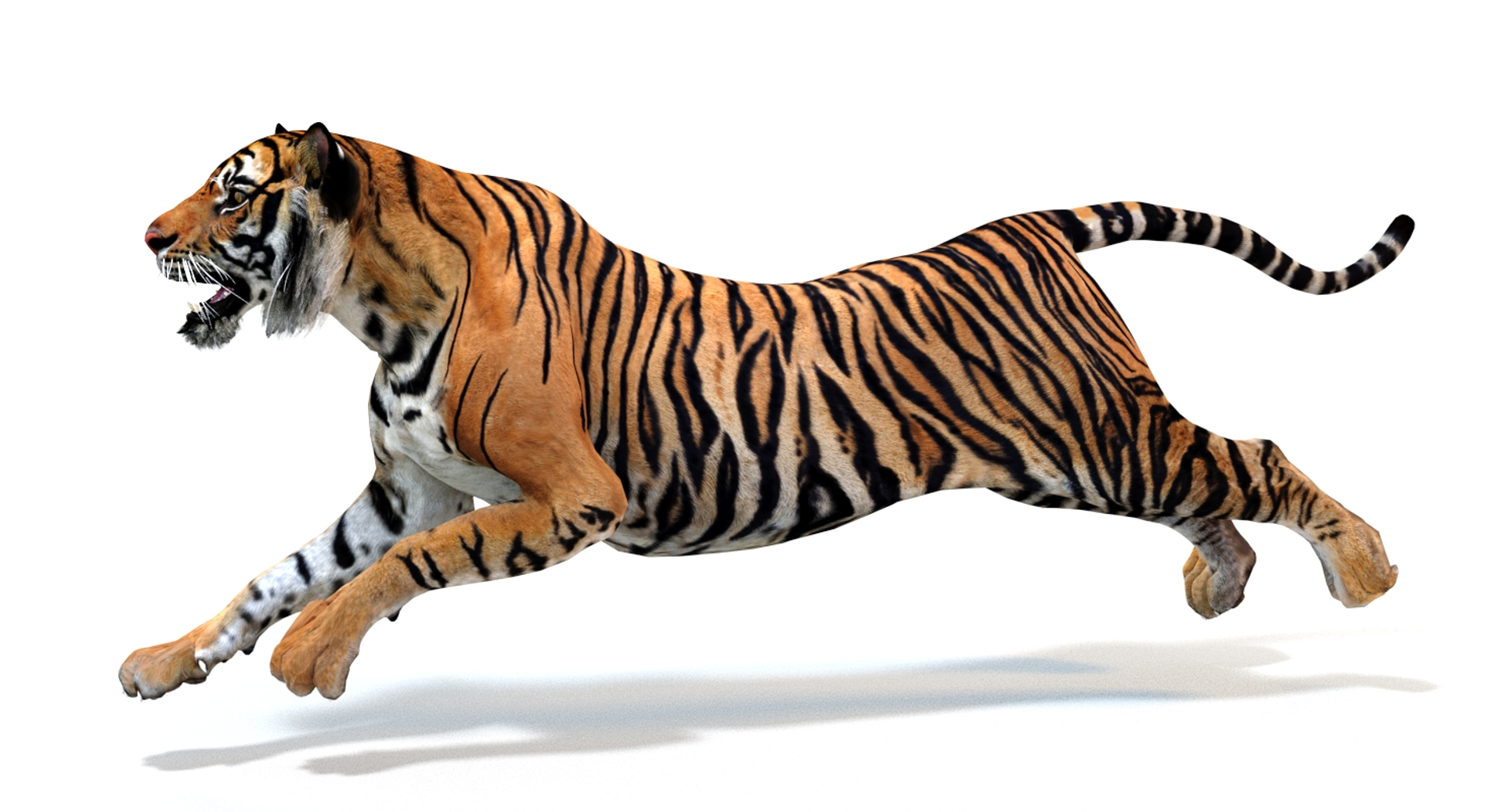 Sumatran Tiger Cat Animation Model - TurboSquid 1224349