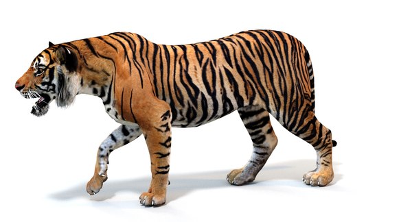 Sumatra-Tiger (animiert) 3D 3D-Modell - TurboSquid 1224349