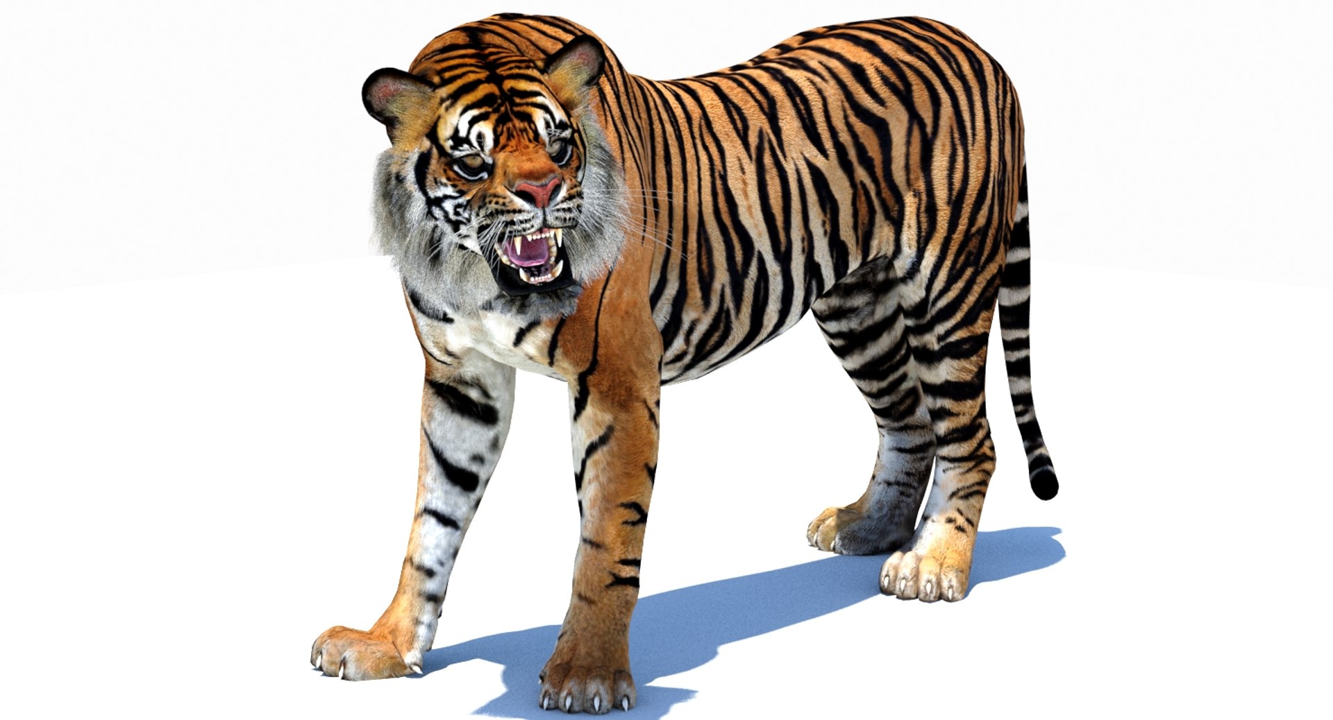 Sumatran Tiger Cat Animation Model - TurboSquid 1224349