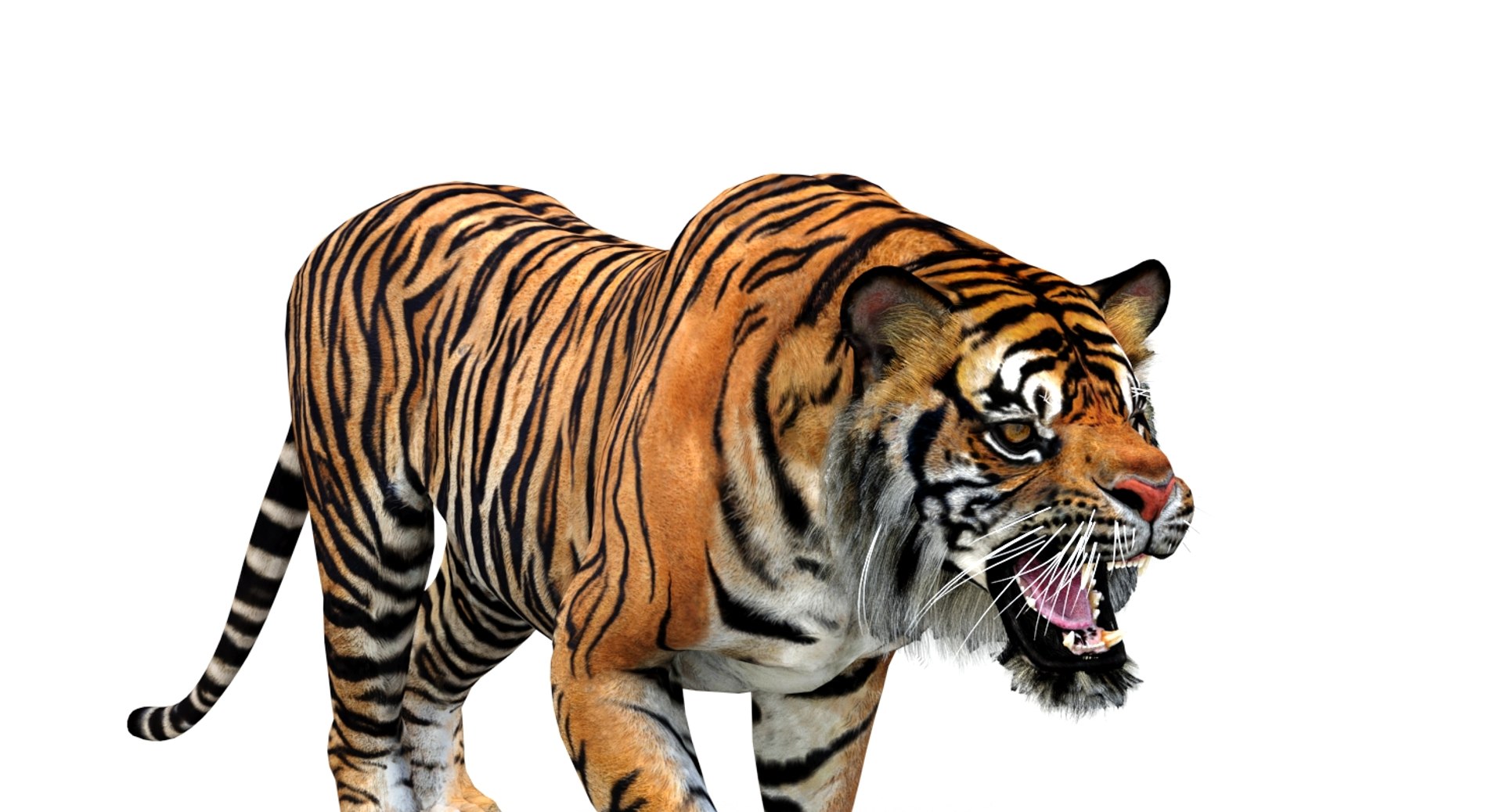 Sumatran tiger cat animation model - TurboSquid 1224349