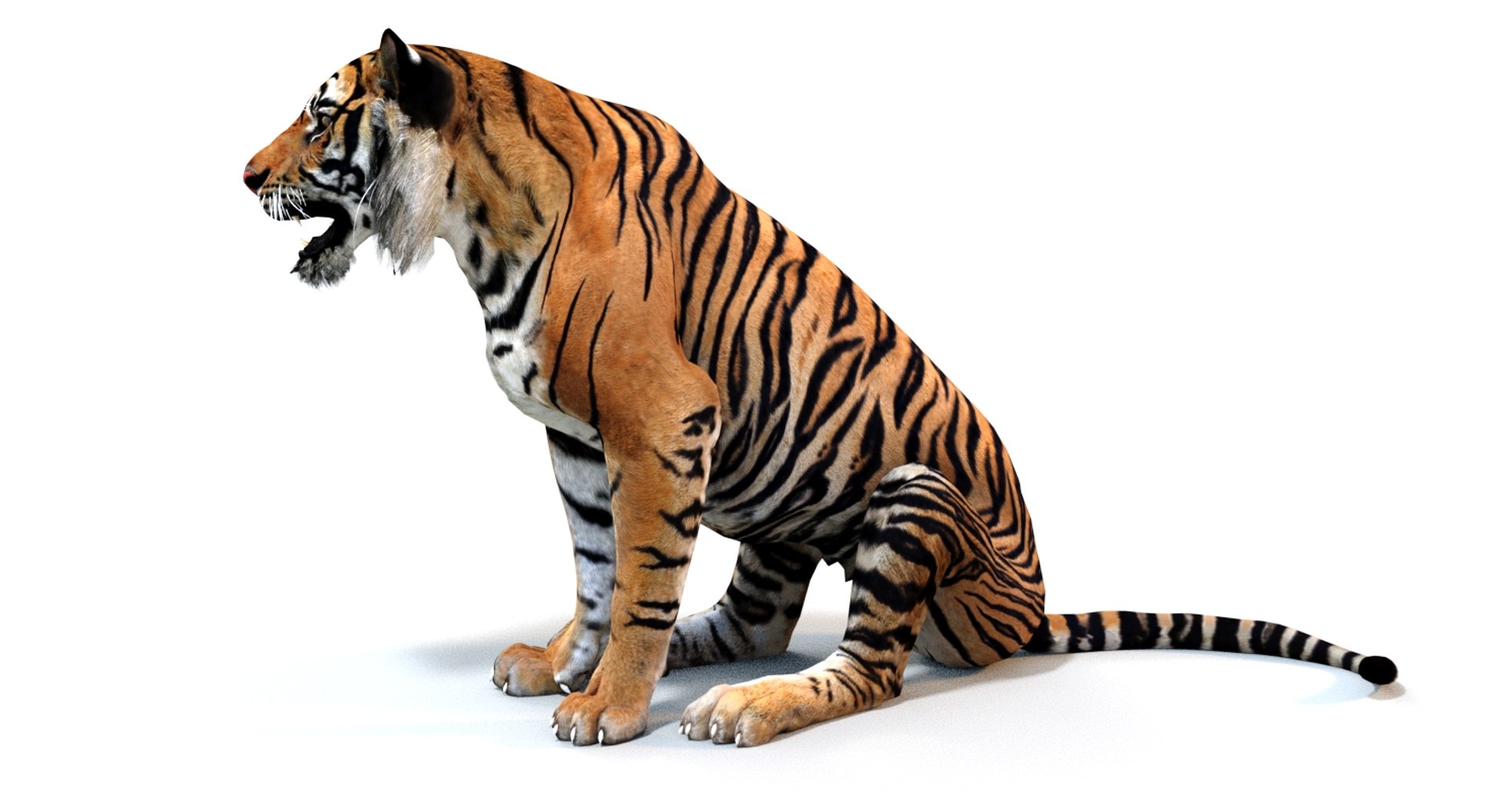 Sumatran Tiger Cat Animation Model - TurboSquid 1224349