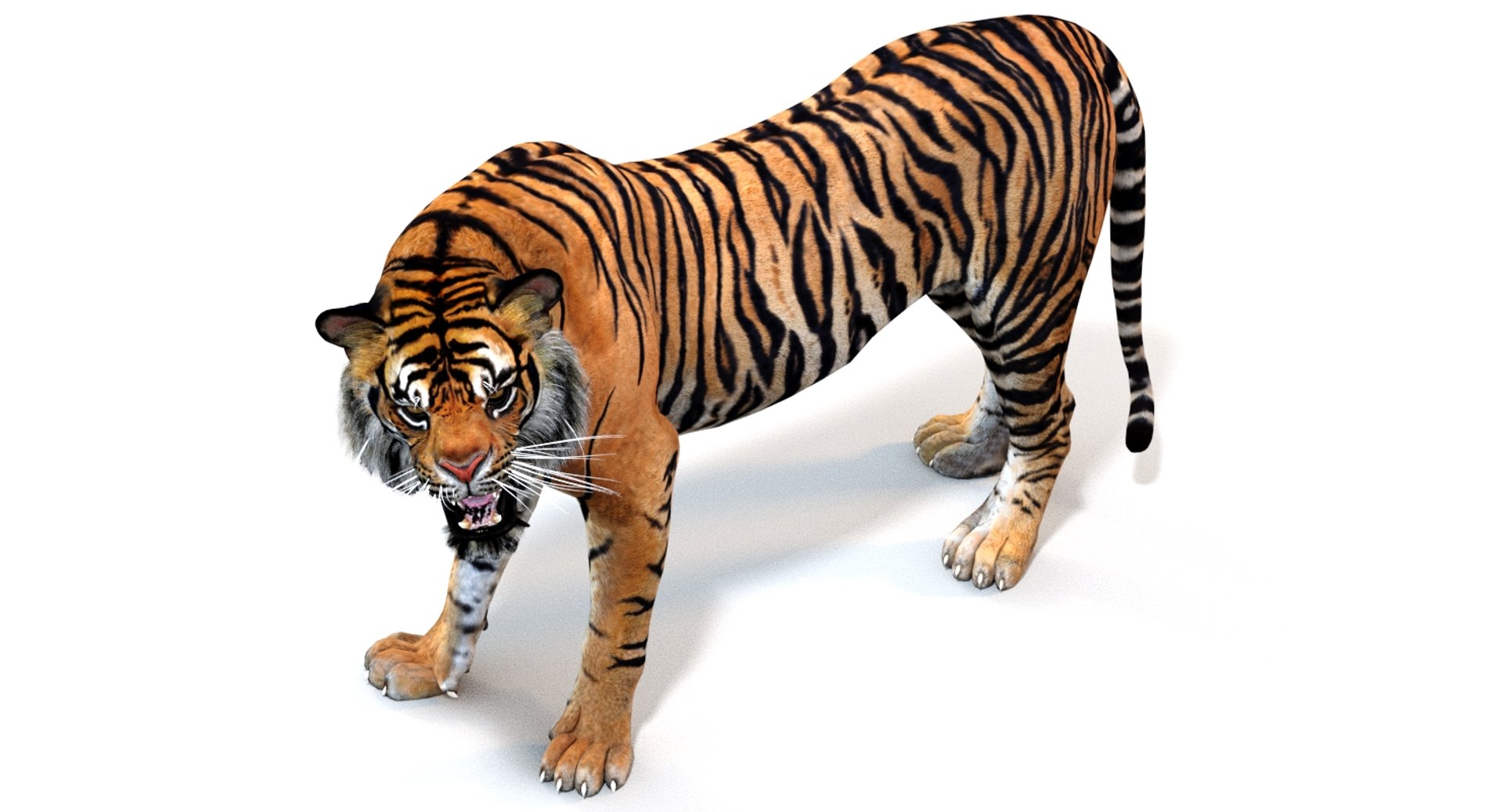 Sumatran tiger cat animation model - TurboSquid 1224349