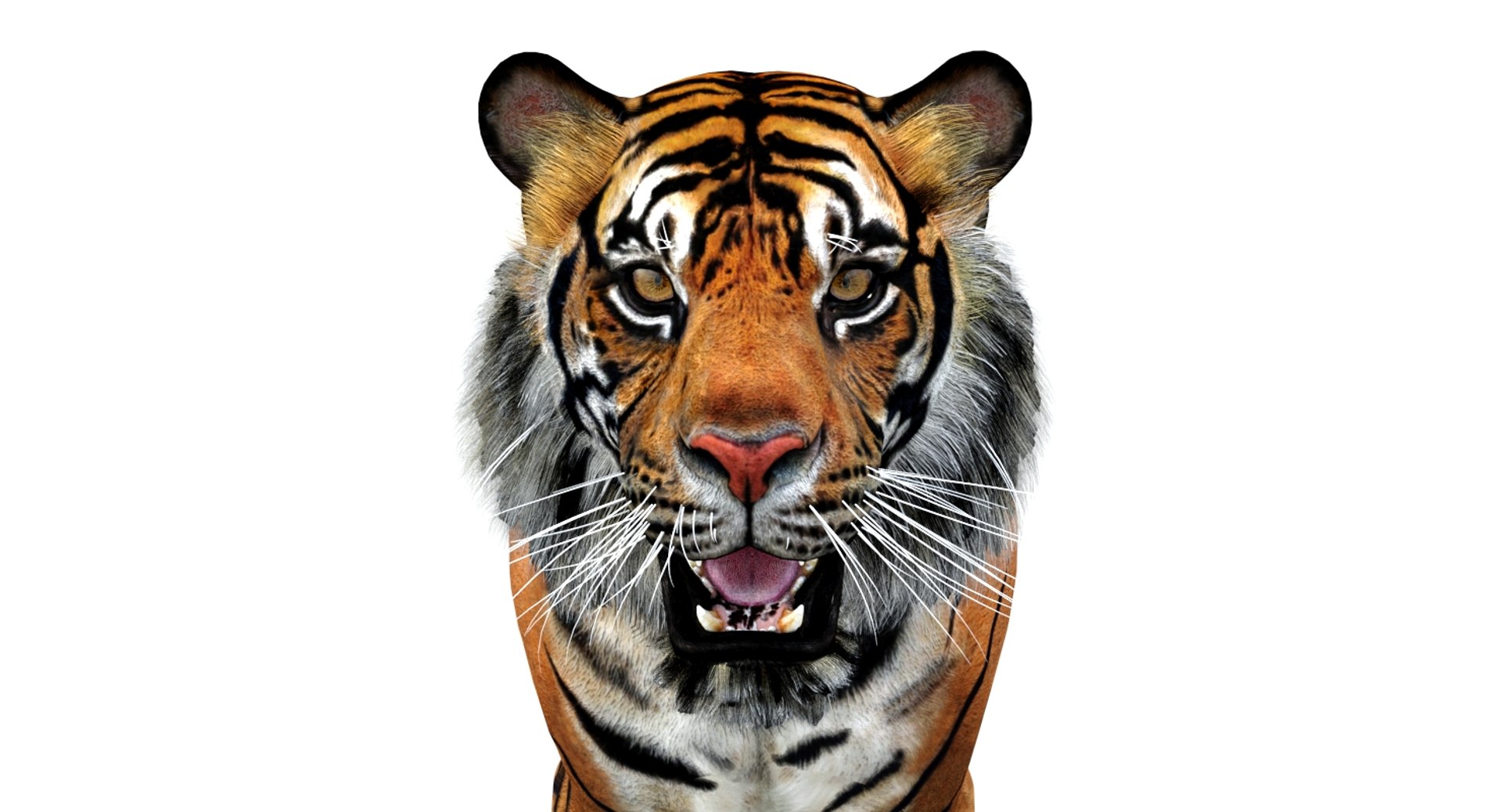 Sumatran tiger cat animation model - TurboSquid 1224349