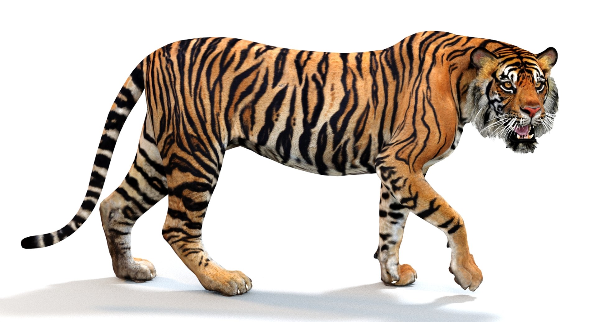 Sumatran Tiger Cat Animation Model - TurboSquid 1224349