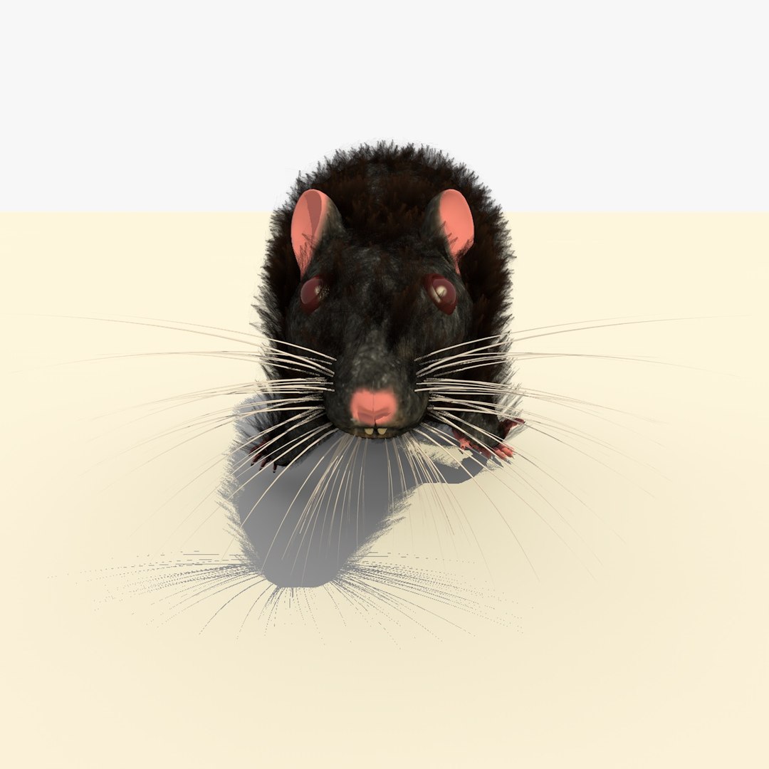 3d Black Running Mouse Animations