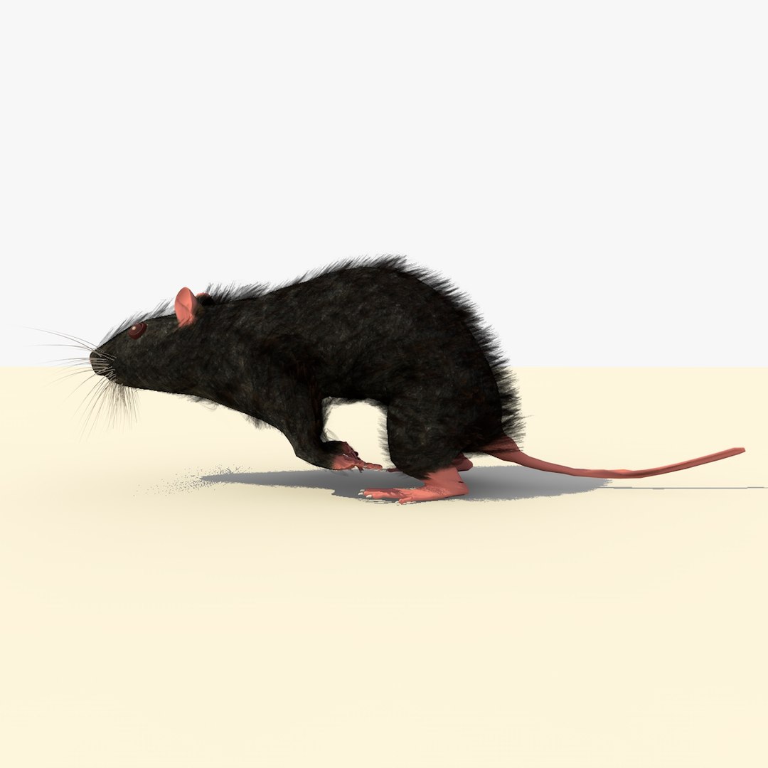 3d Black Running Mouse Animations