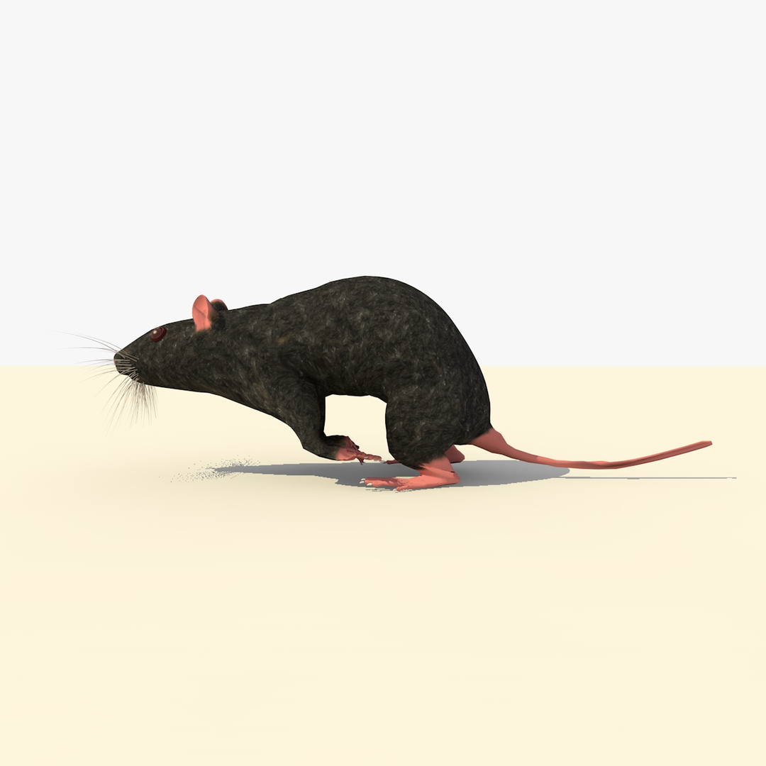 3d Black Running Mouse Animations