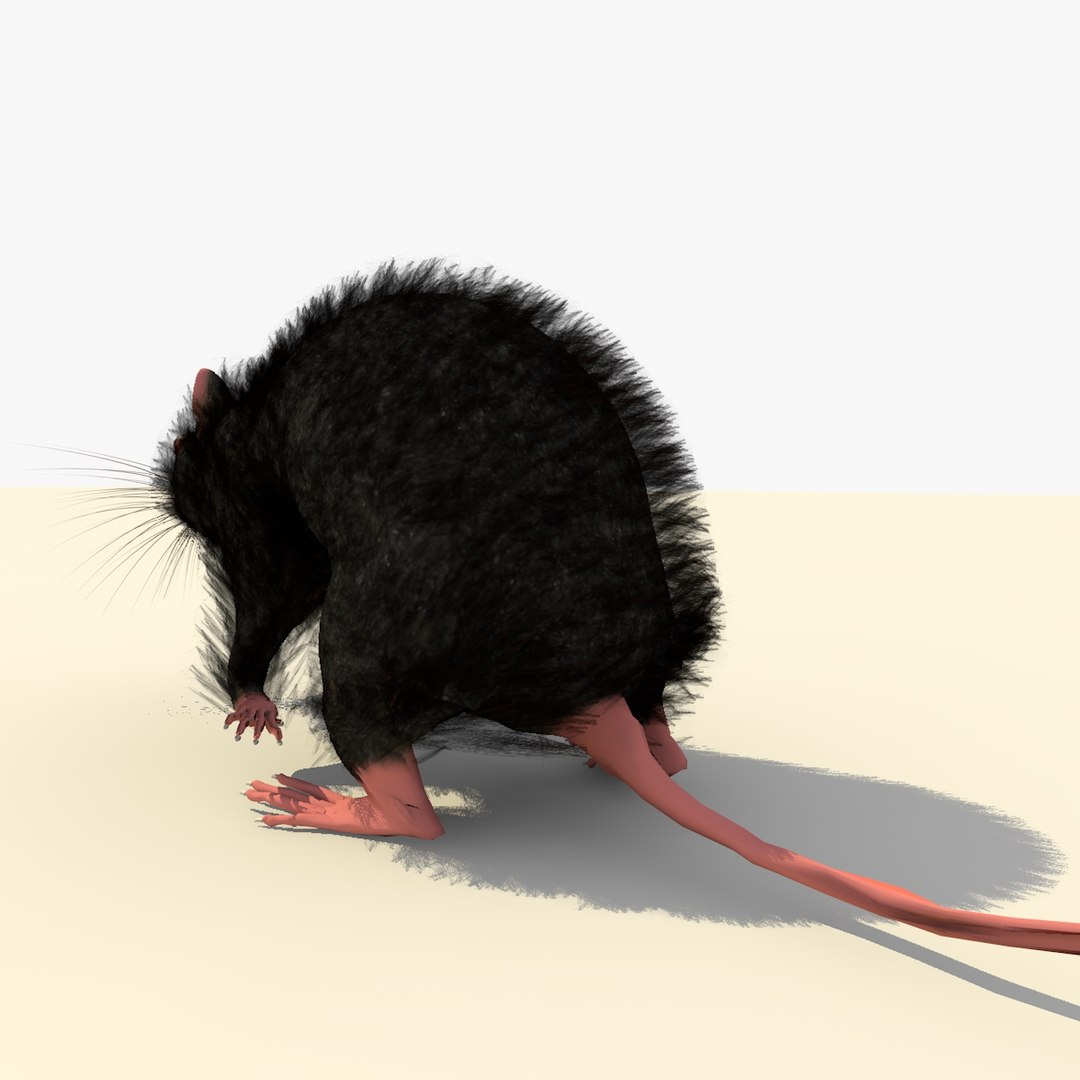 3d Black Running Mouse Animations
