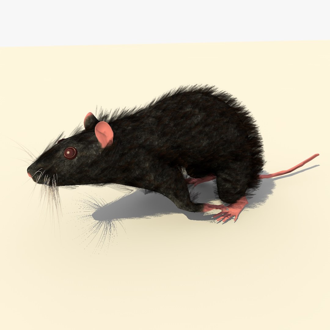 3d Black Running Mouse Animations