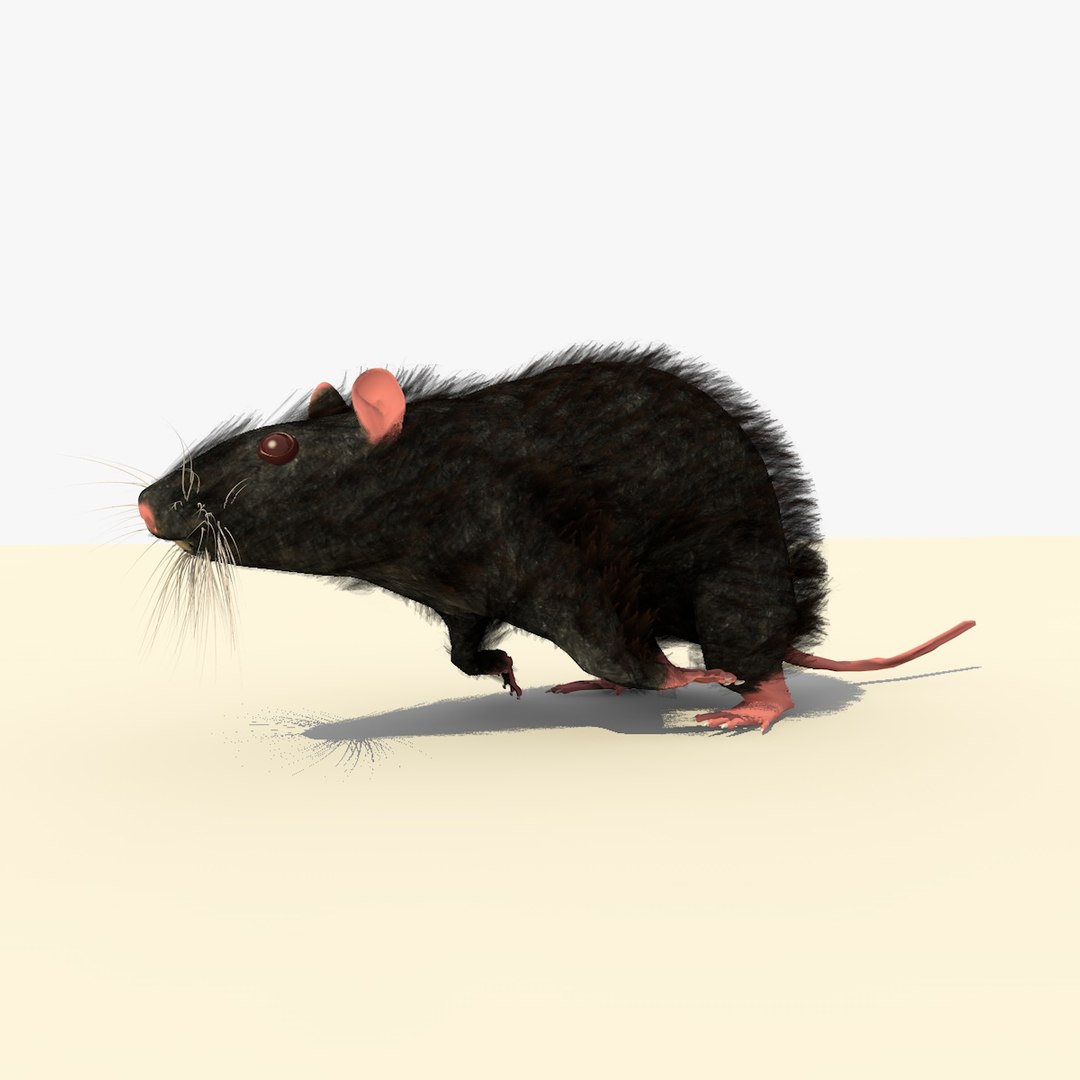 3d Black Running Mouse Animations