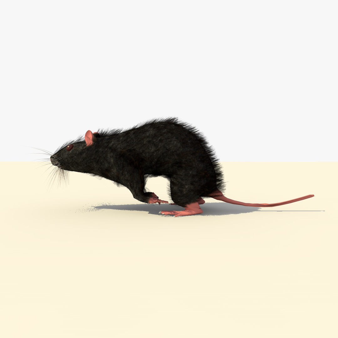 3d Black Running Mouse Animations