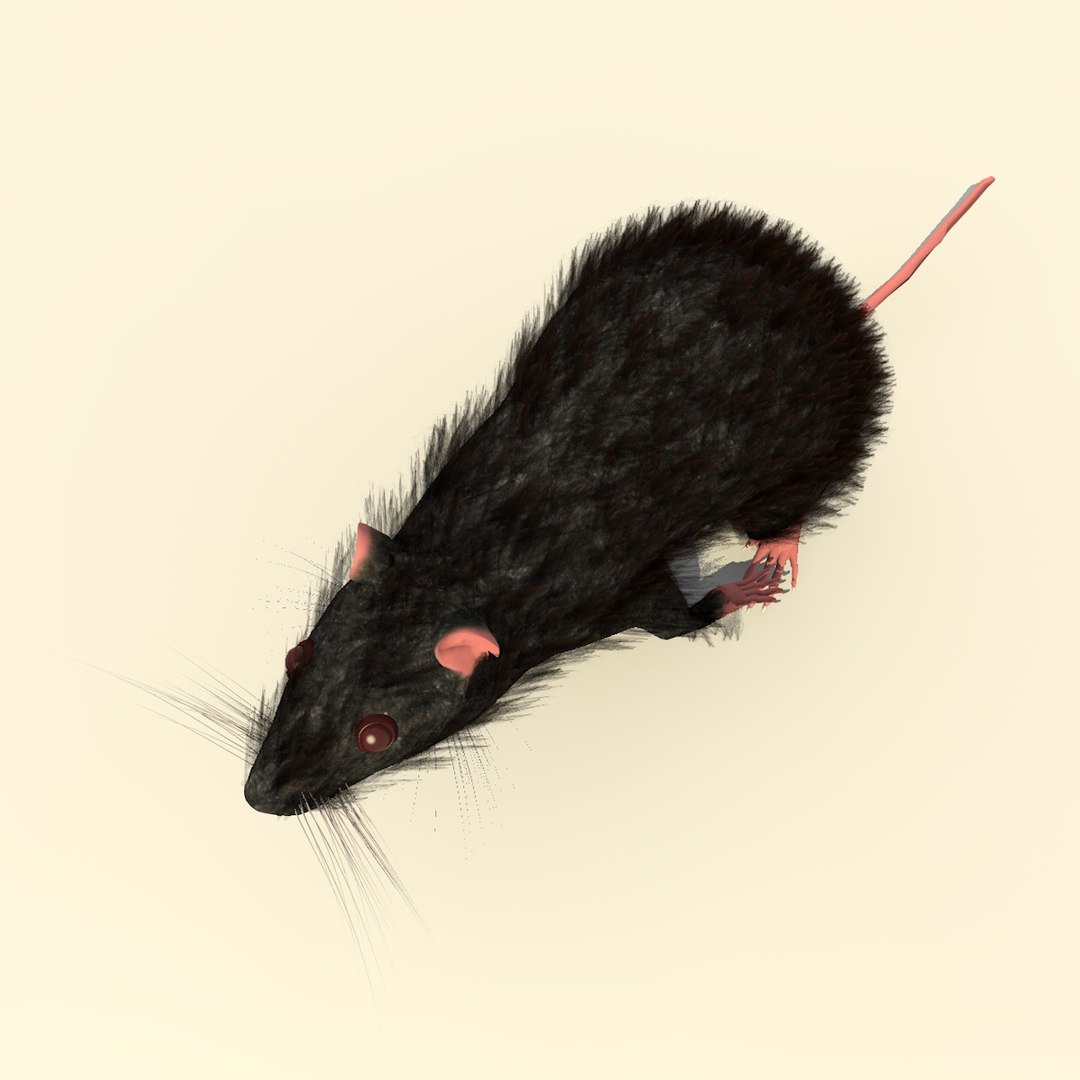 3d Black Running Mouse Animations
